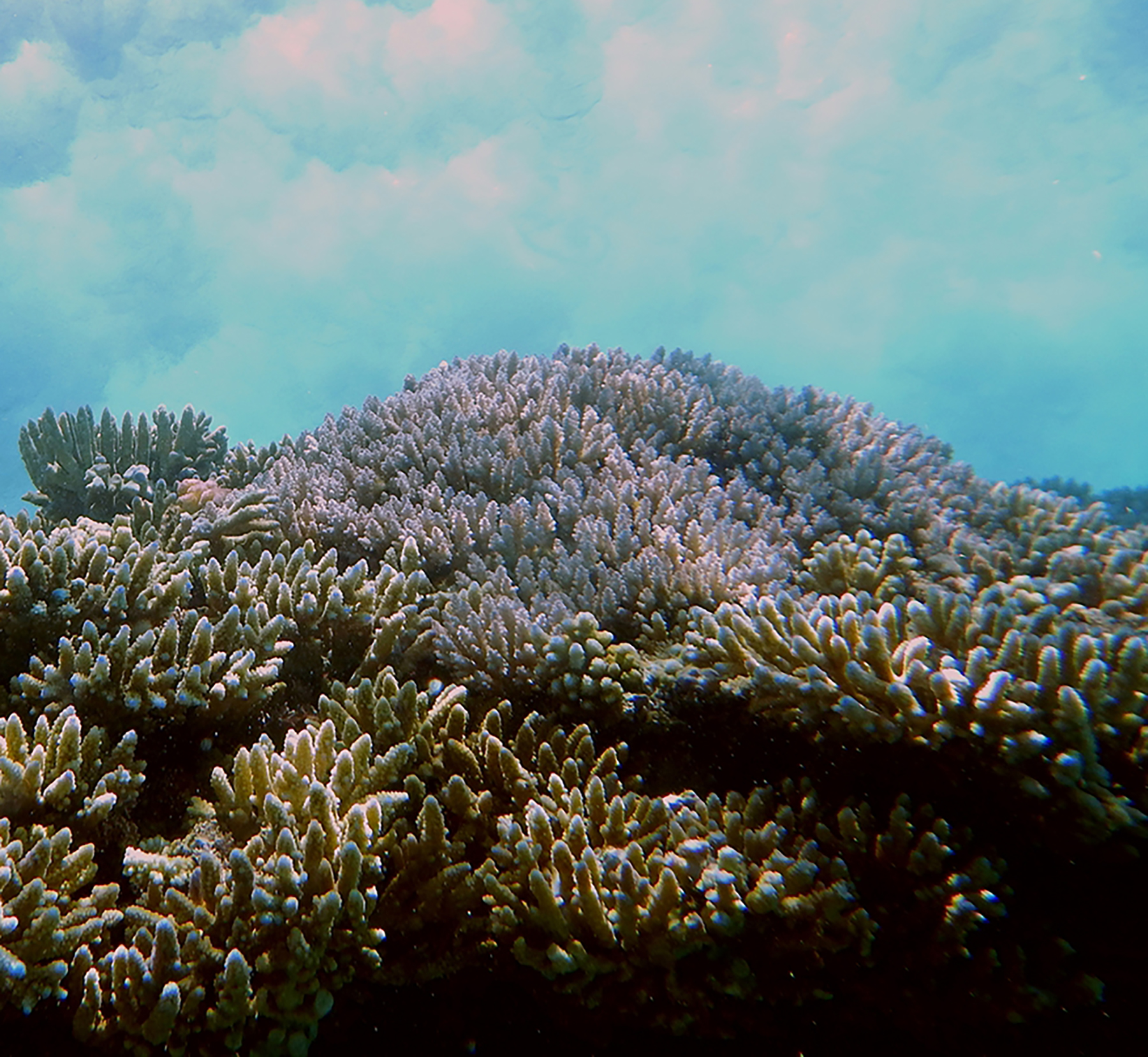 Coral reefs are natural infrastructure, group declares | ASCE