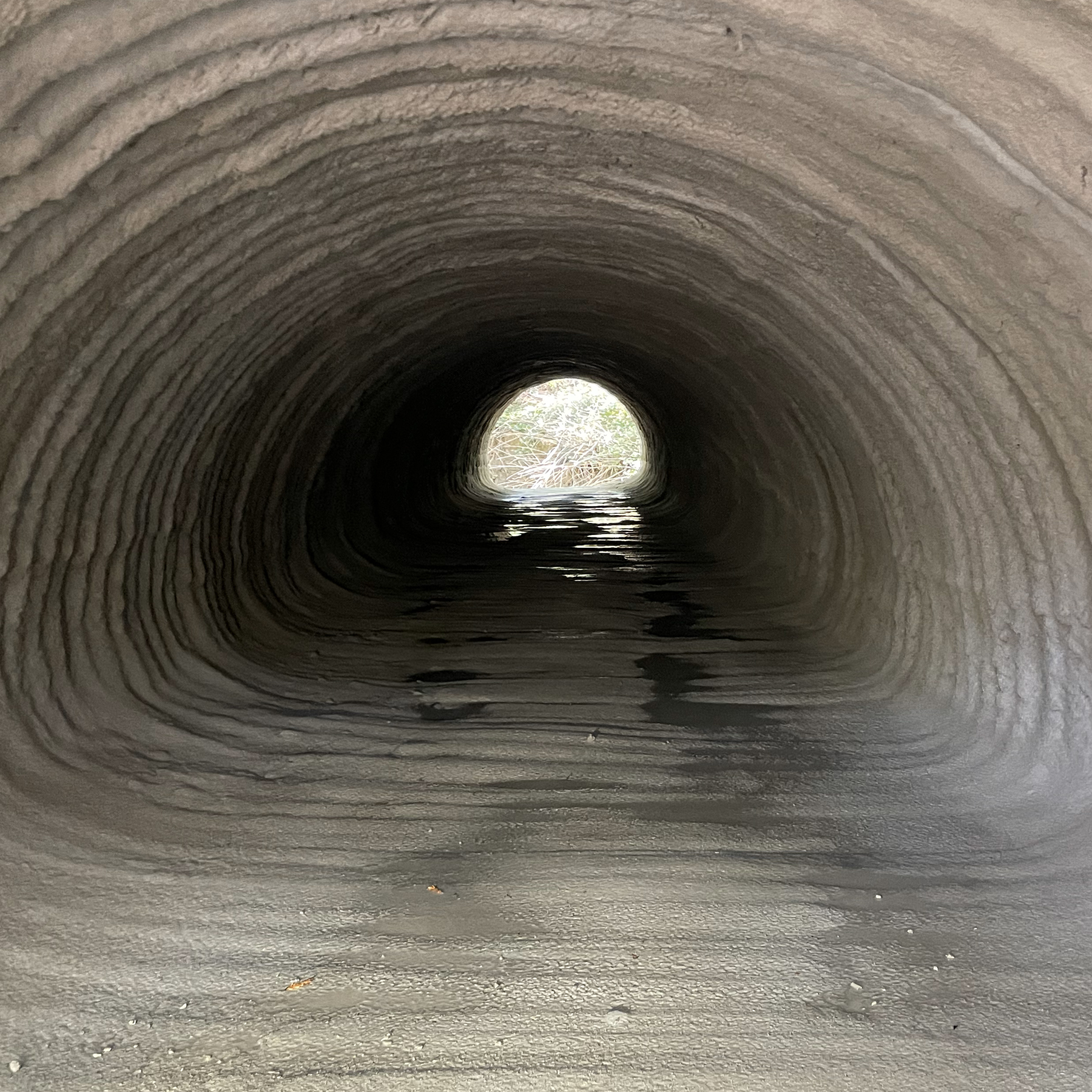 $40 million aquatic habitat restoration in Seattle provides a home for ...