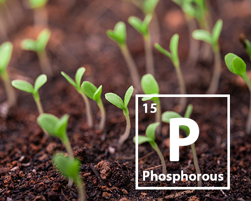 Agricultural waste can recover phosphorous from wastewater | ASCE