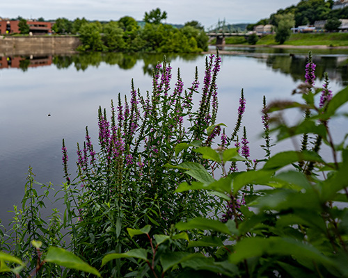 $40 million aquatic habitat restoration in Seattle provides a home for ...
